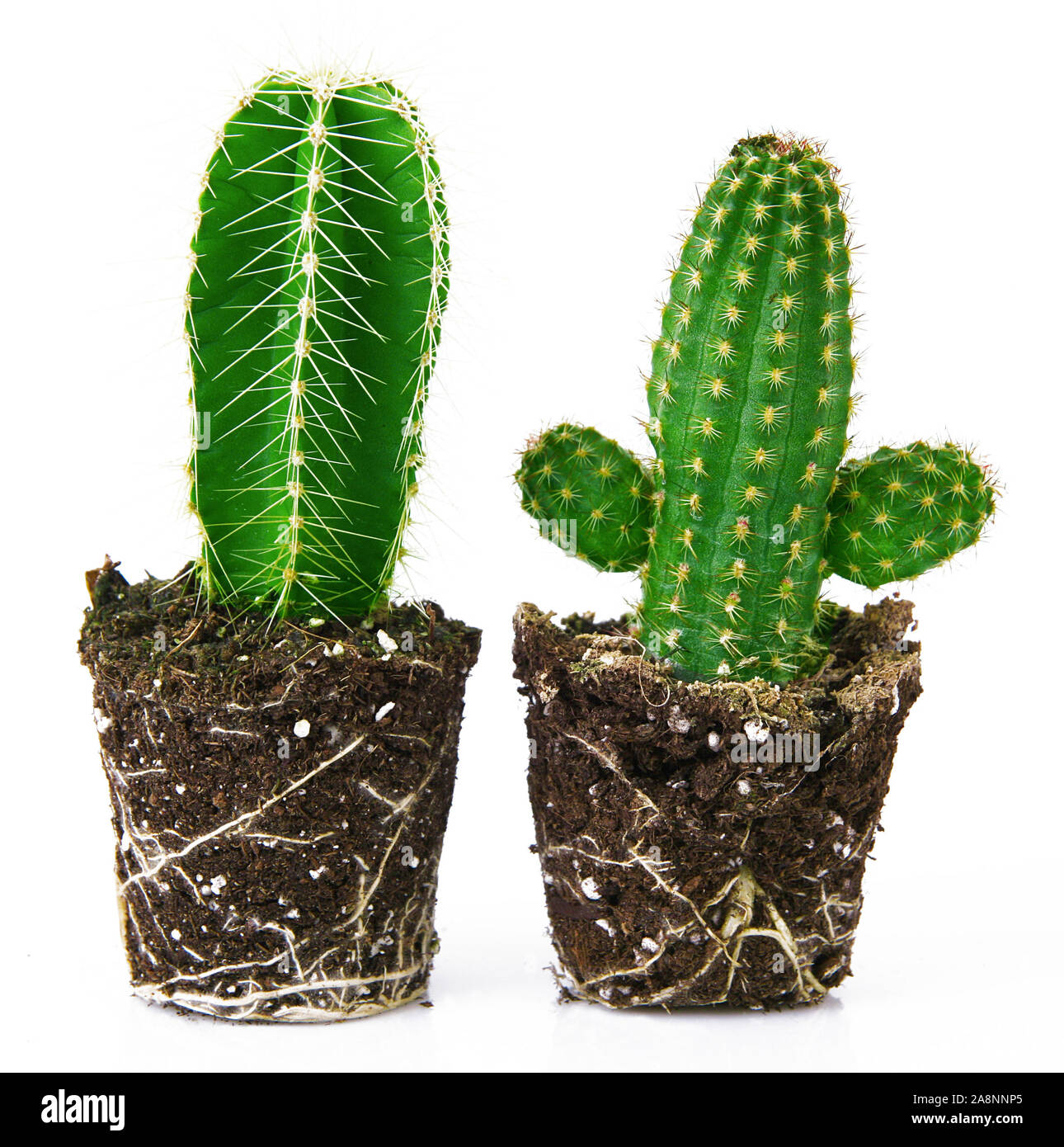 isolated cactus on white background Stock Photo - Alamy