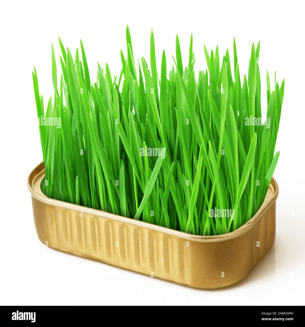 Inside grass Cut Out Stock Images & Pictures - Alamy