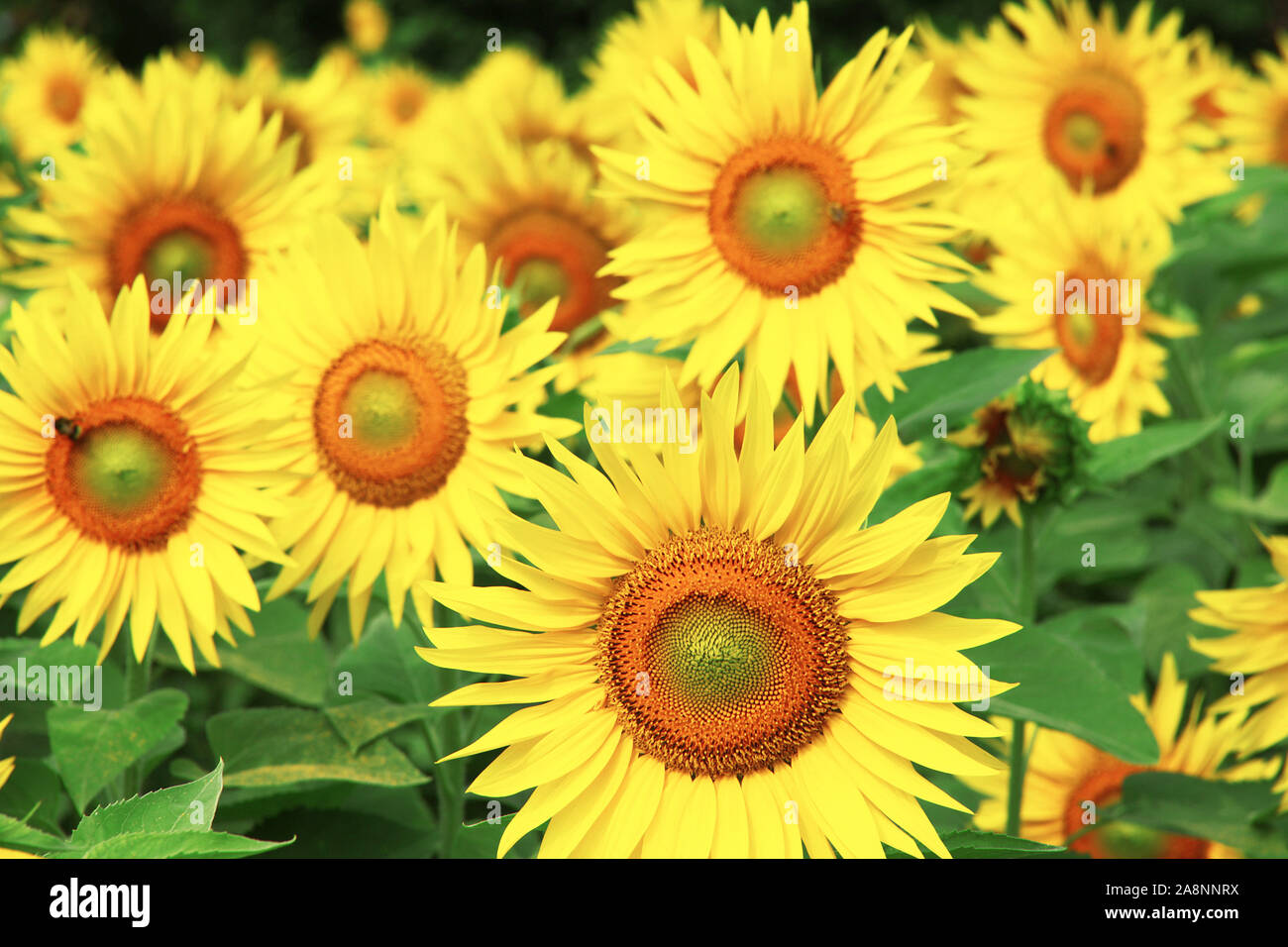 a field empty of sunflowers Stock Photo - Alamy