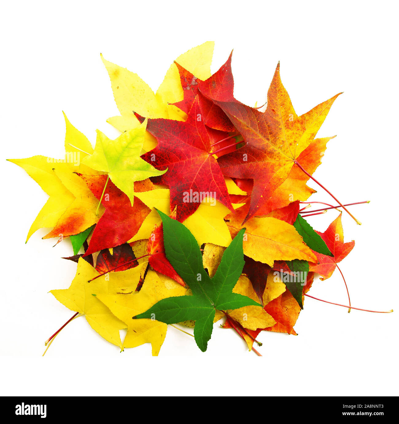 autumn leaves on white background Stock Photo - Alamy