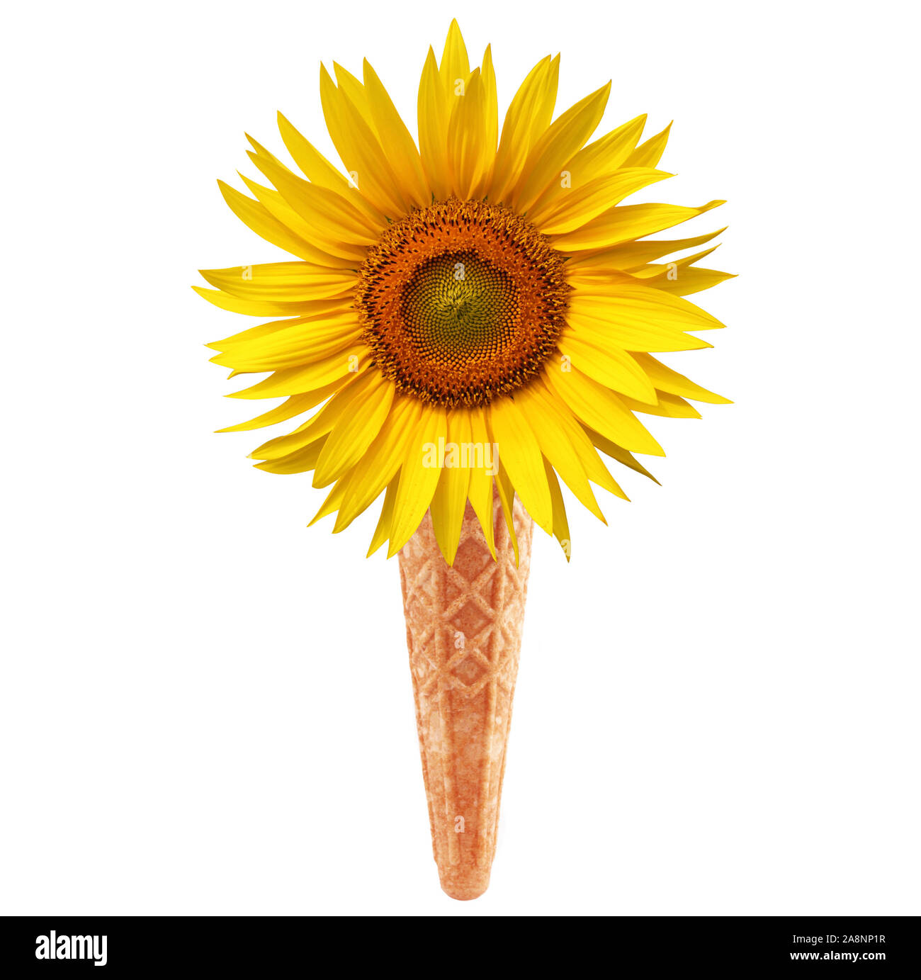 icecream of sunflower on white background Stock Photo - Alamy
