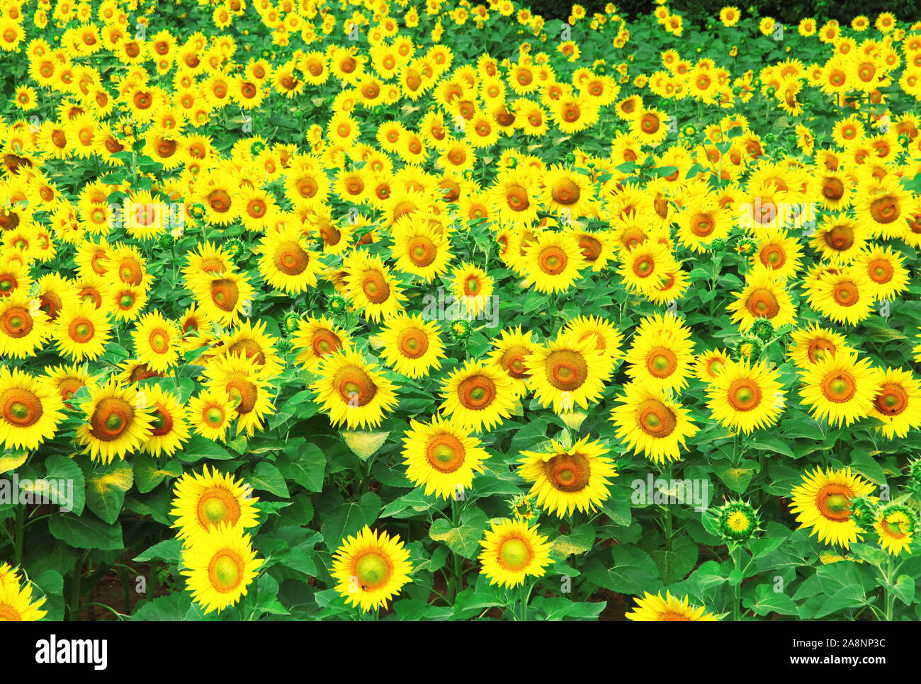 Many sunflowers hi-res stock photography and images - Alamy