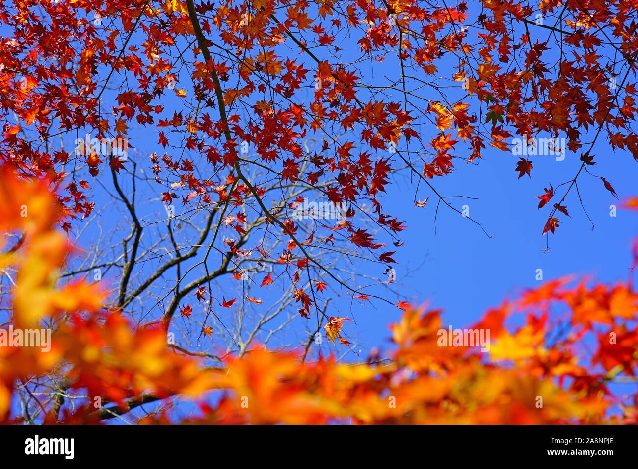 Red foliage of a Japanese Maple tree in the fall Stock Photo - Alamy