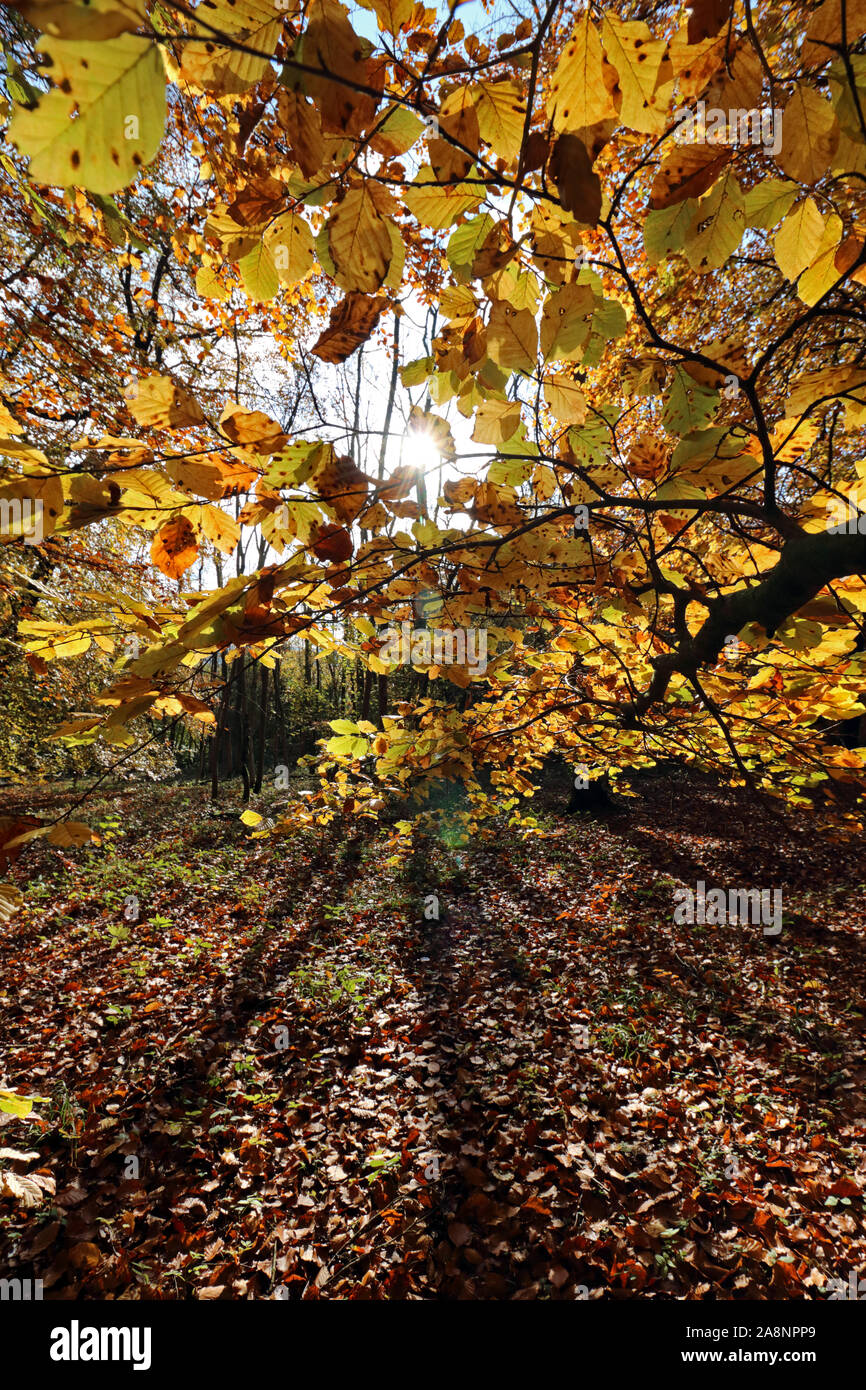 White Down Wood near Dorking, Surrey, England, UK. 10th November 2019 ...