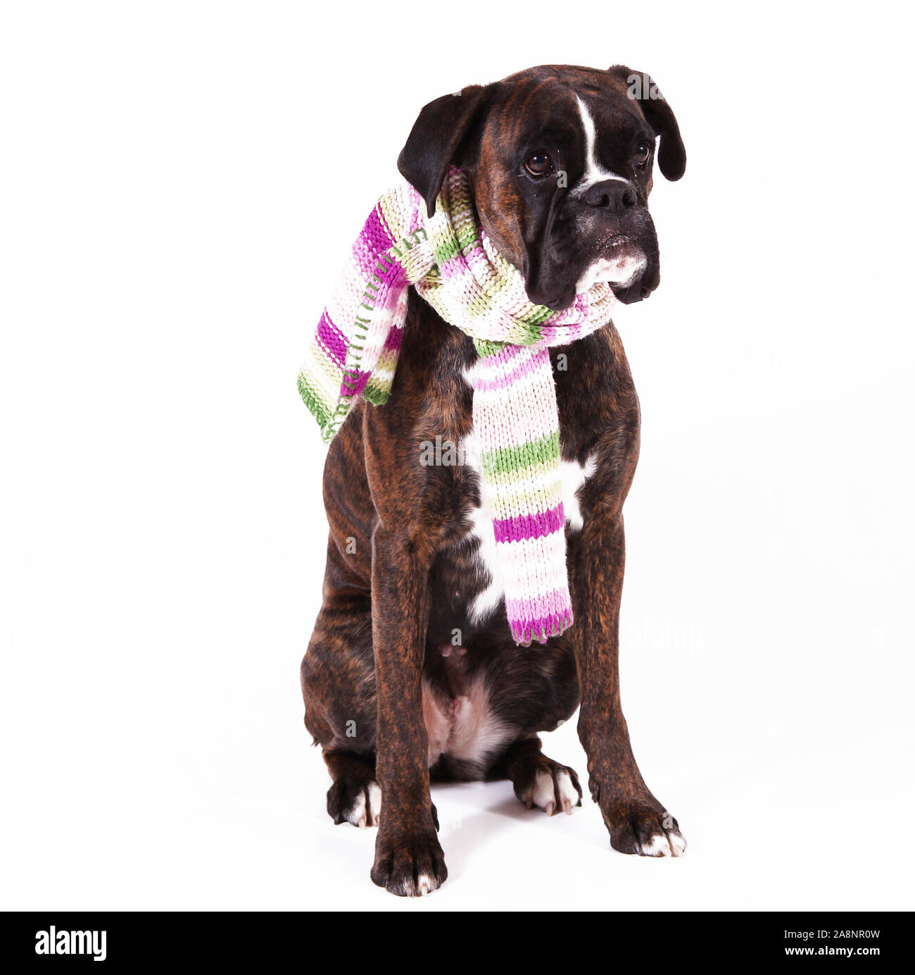 a Beautiful boxer on white background Stock Photo - Alamy