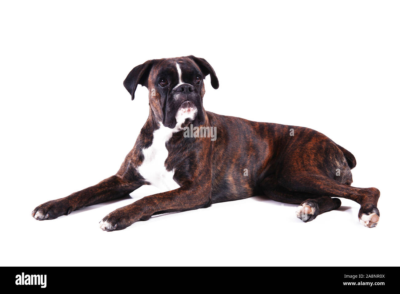 a Beautiful boxer on white background Stock Photo - Alamy