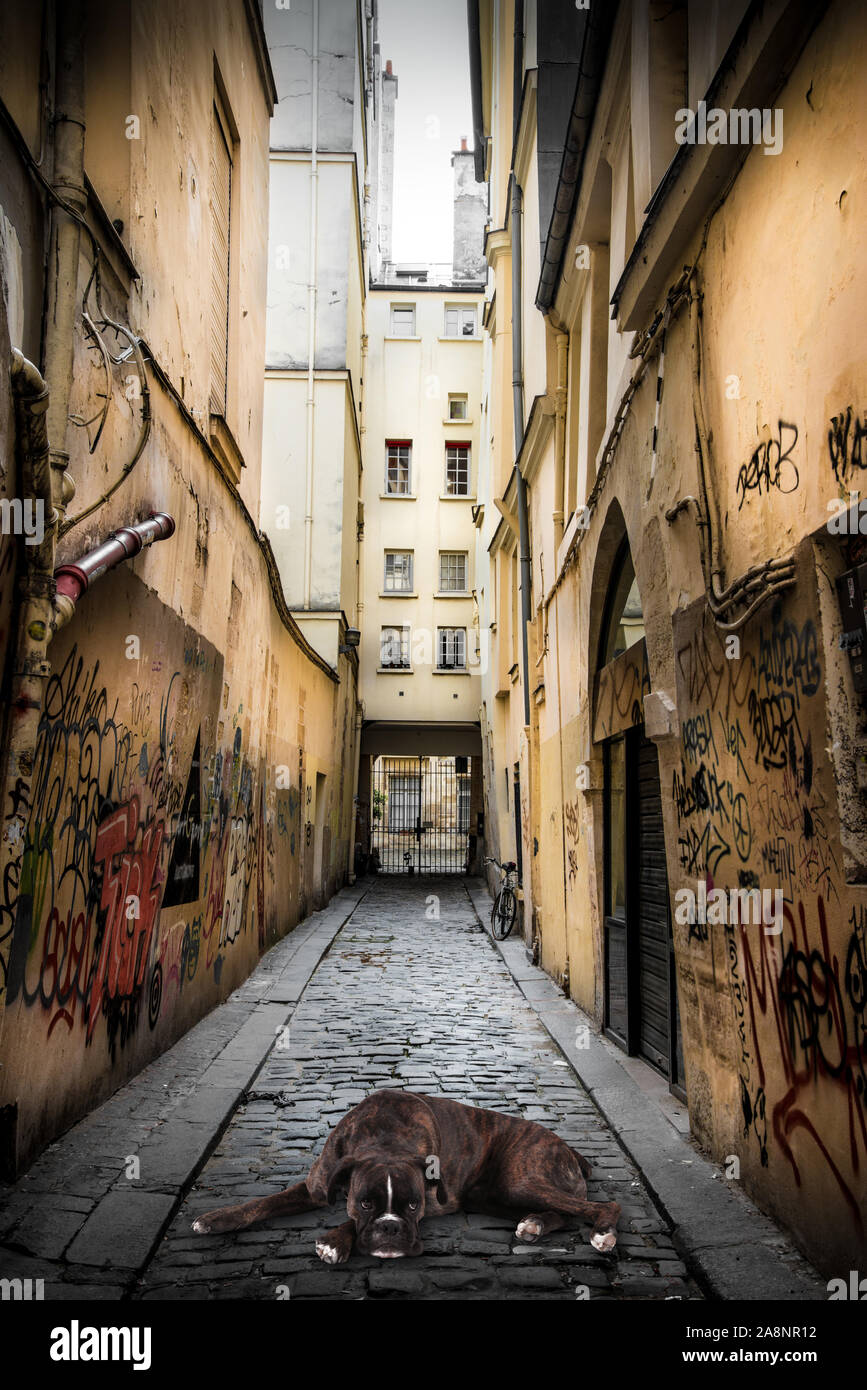 an Abandoned dog inside a small alley Stock Photo - Alamy