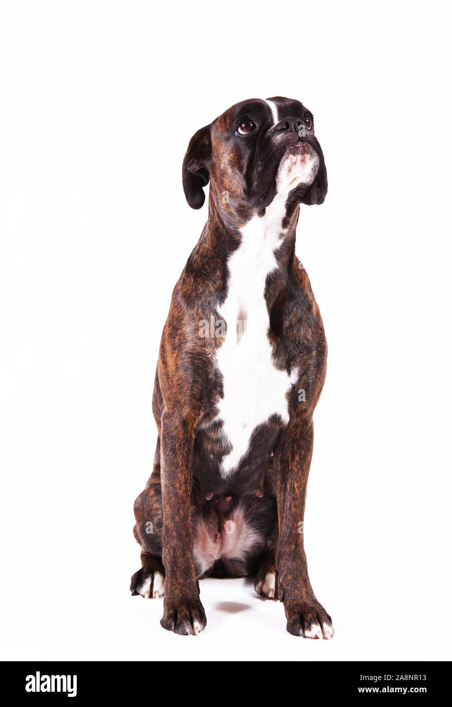 a Beautiful boxer on white background Stock Photo - Alamy