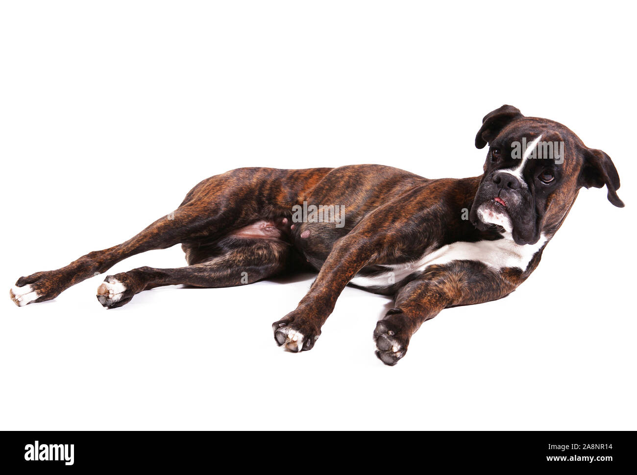 a Beautiful boxer on white background Stock Photo - Alamy