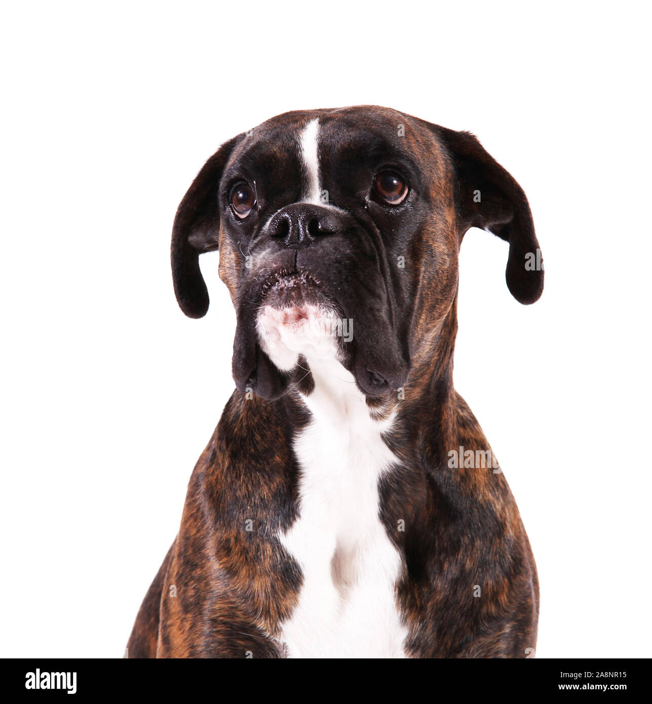 a Beautiful boxer on white background Stock Photo - Alamy