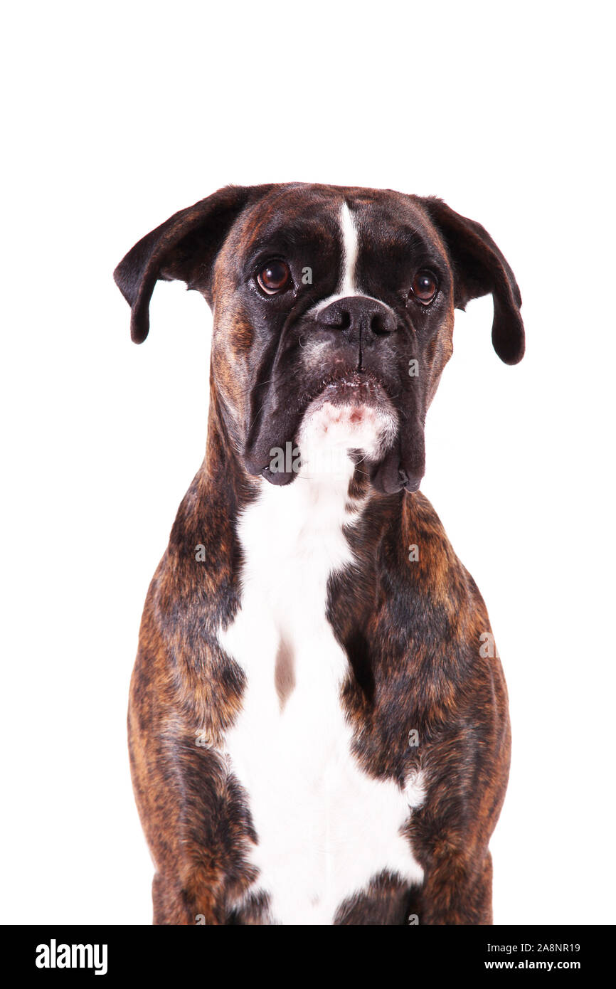 a Beautiful boxer on white background Stock Photo - Alamy