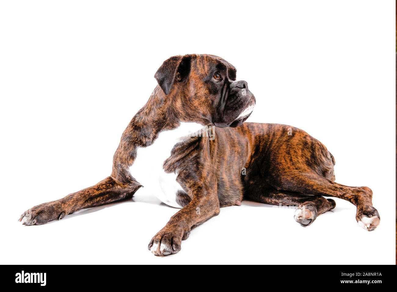 a Beautiful boxer on white background Stock Photo - Alamy