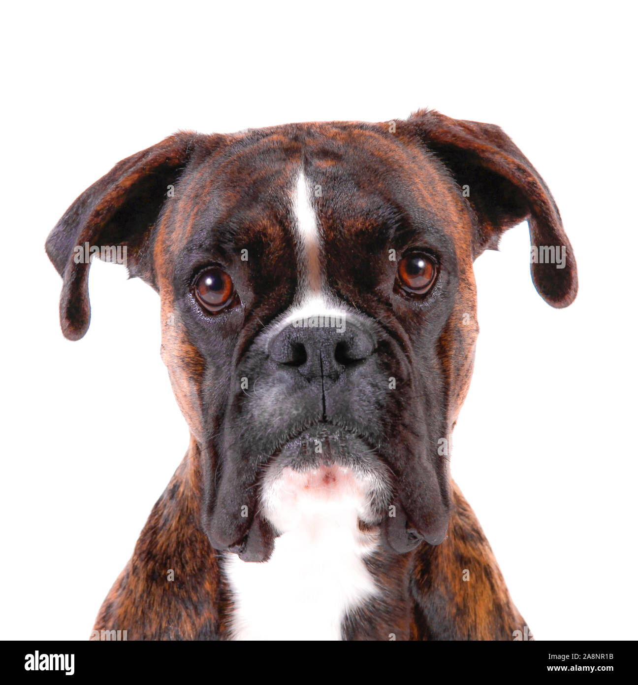 a Beautiful boxer with a sweet look on white background Stock Photo - Alamy