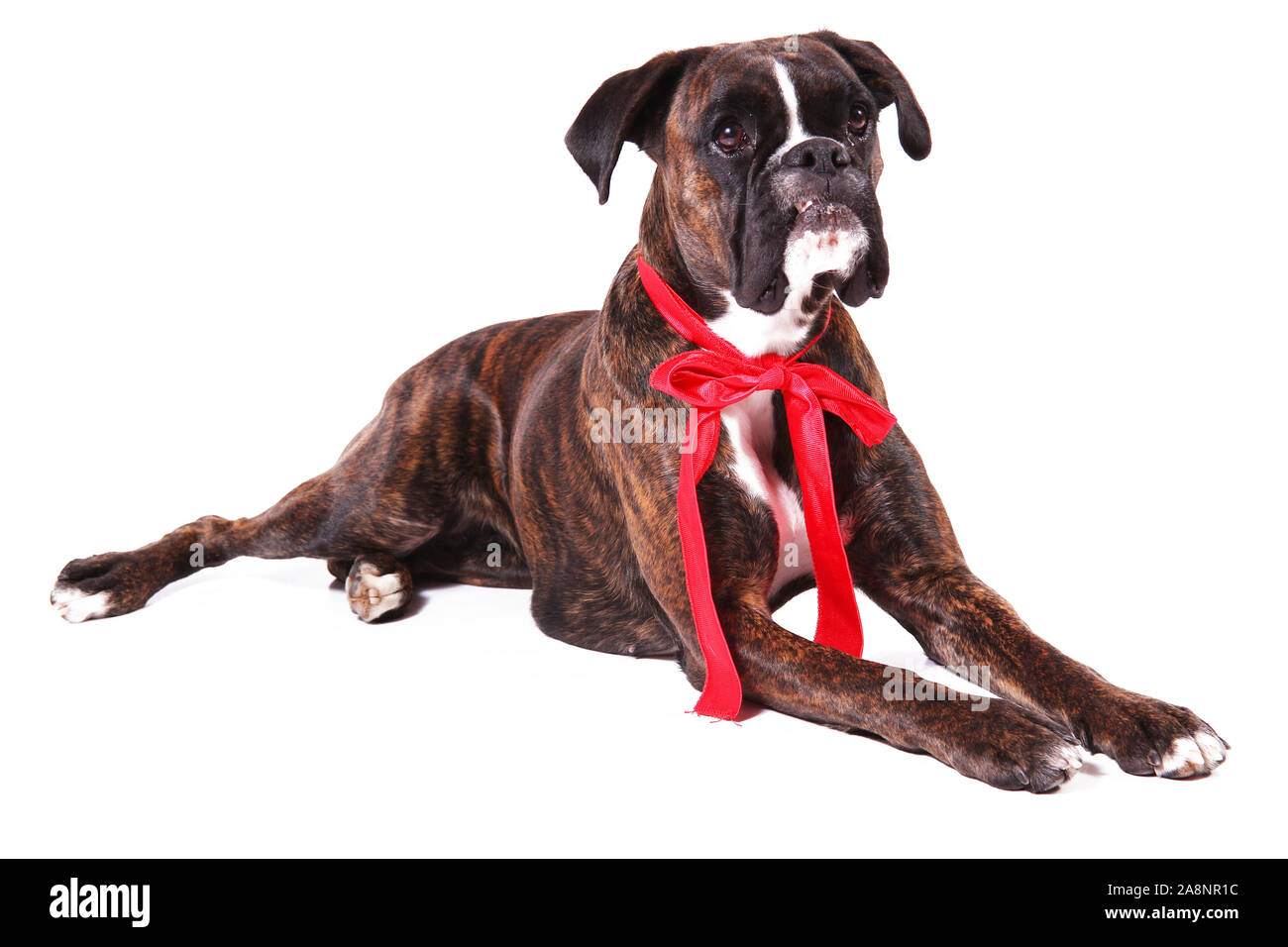 a Beautiful boxer on white background Stock Photo - Alamy