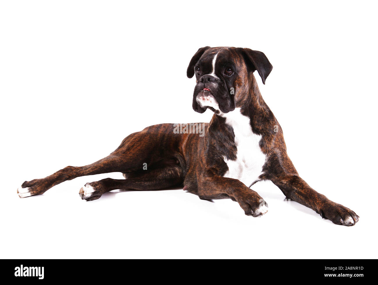 a Beautiful boxer on white background Stock Photo - Alamy