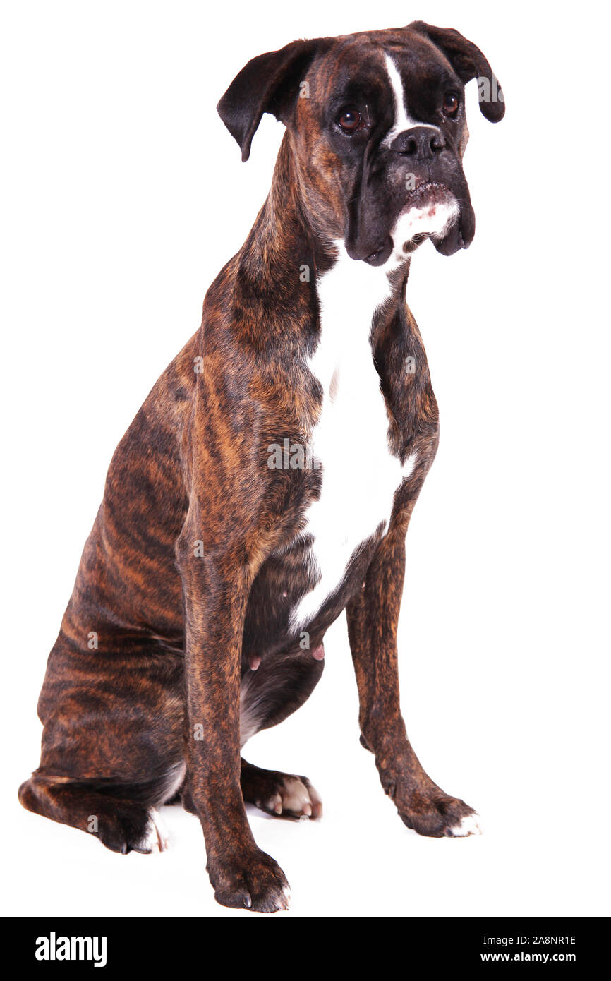a Beautiful boxer on white background Stock Photo - Alamy