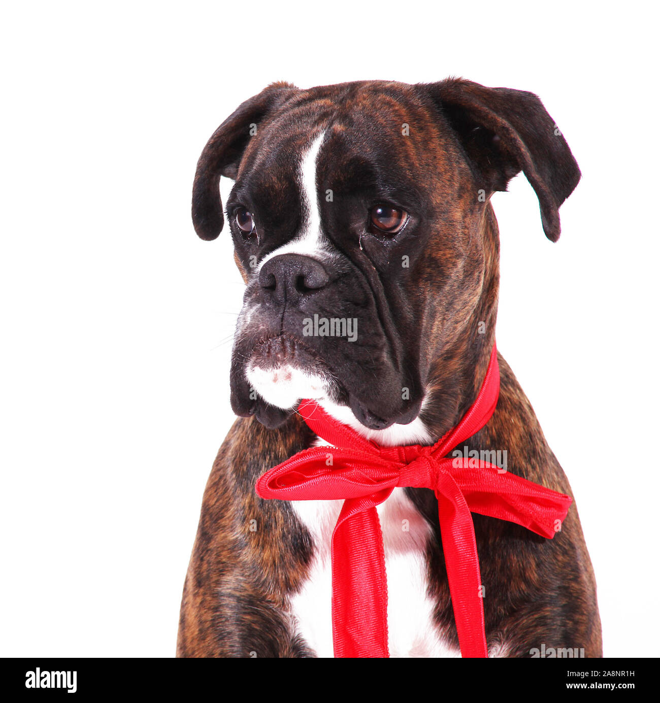 a Beautiful boxer on white background Stock Photo - Alamy