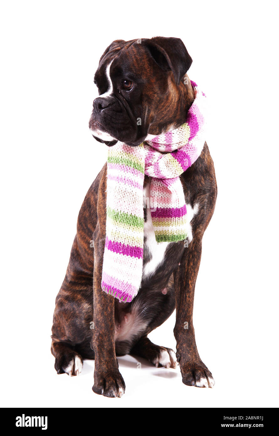 a Beautiful boxer on white background Stock Photo - Alamy