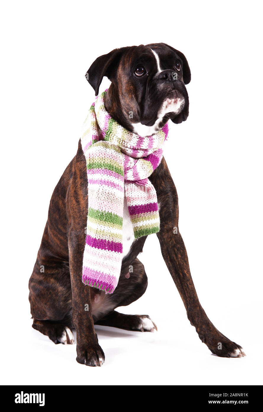 a Beautiful boxer on white background Stock Photo - Alamy