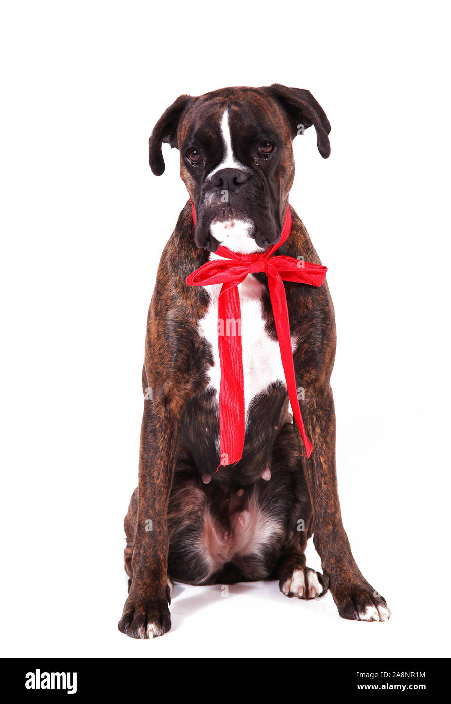 a Beautiful boxer on white background Stock Photo - Alamy