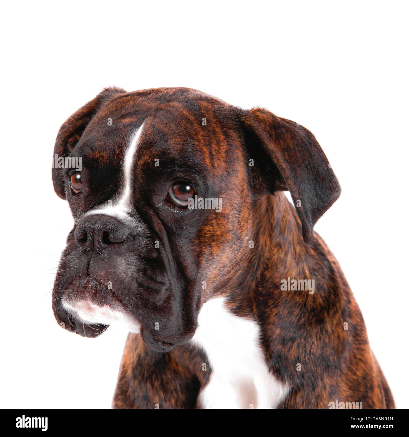 Beautiful boxer hi-res stock photography and images - Alamy