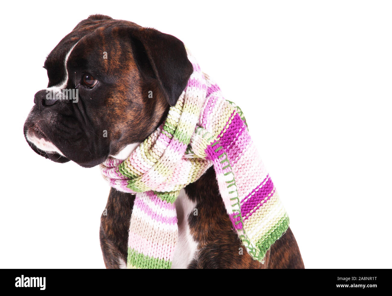 a Beautiful boxer on white background Stock Photo - Alamy