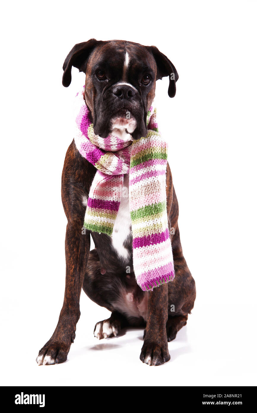 a Beautiful boxer on white background Stock Photo - Alamy