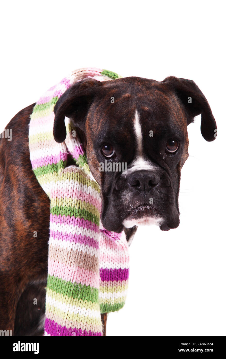 a Beautiful boxer on white background Stock Photo - Alamy