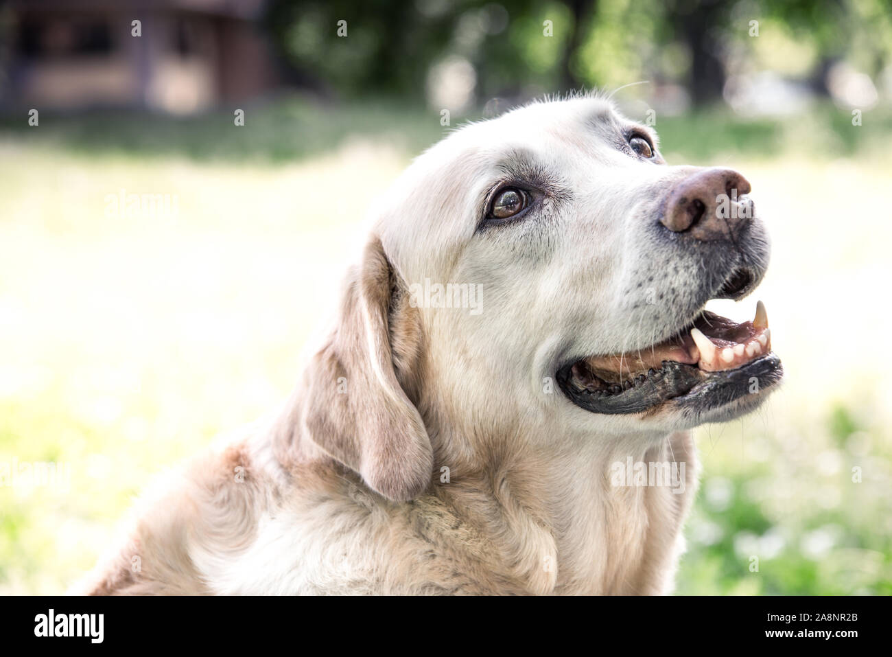 a Beautiful Labrador with a sweet look Stock Photo - Alamy