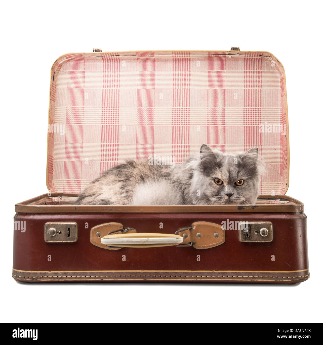 cat in suitcase on white background Stock Photo - Alamy