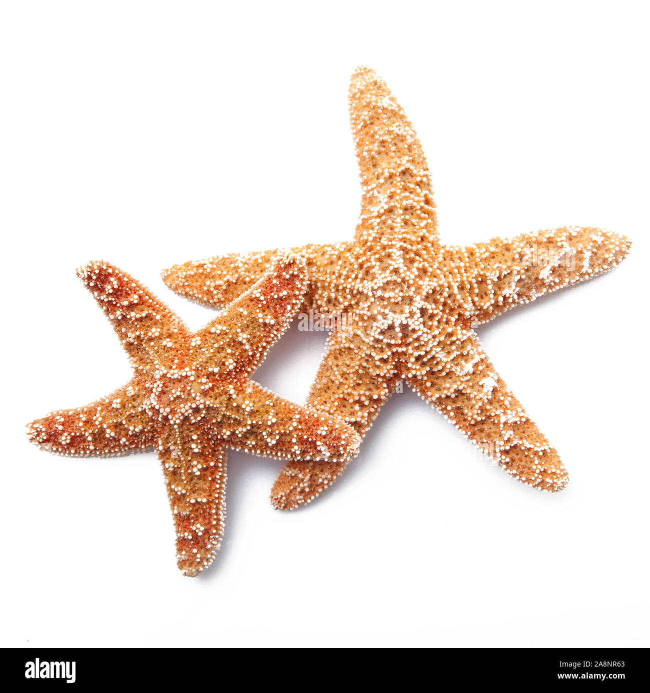 two starfish on white background Stock Photo - Alamy