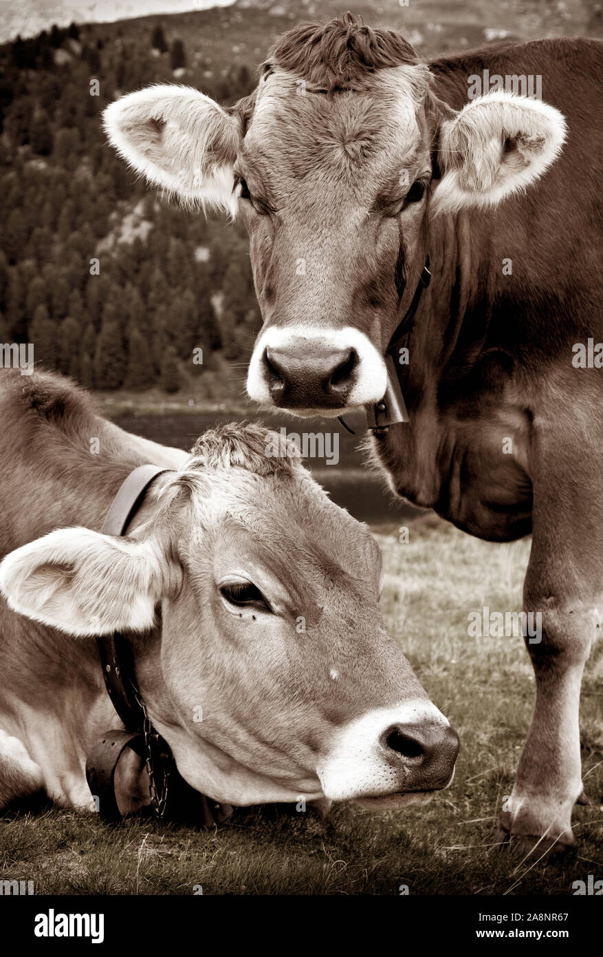 Two cows isolated on hi-res stock photography and images - Alamy