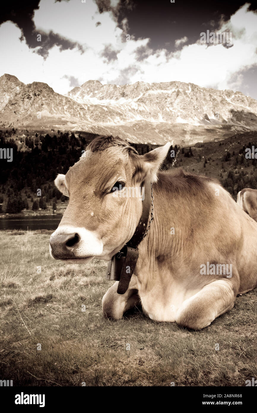 one calm cow on pasture Stock Photo - Alamy