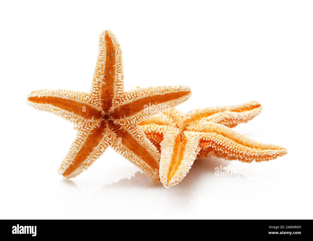 two starfish on white background Stock Photo - Alamy