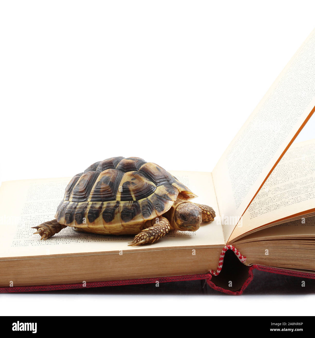 turtle reading a book on white background Stock Photo - Alamy