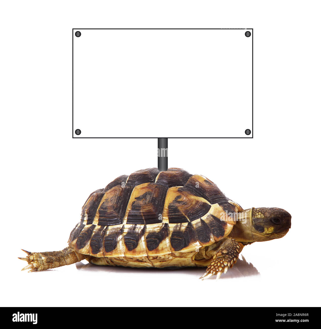 Turtle with panel on back on white background Stock Photo - Alamy