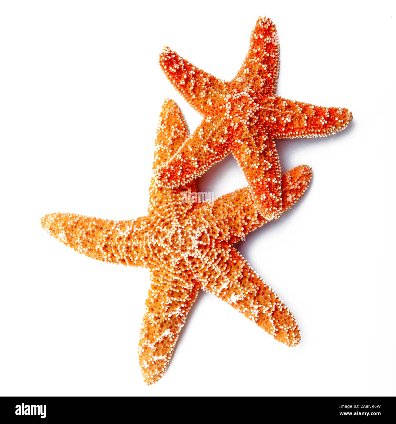 two starfish on white background Stock Photo - Alamy