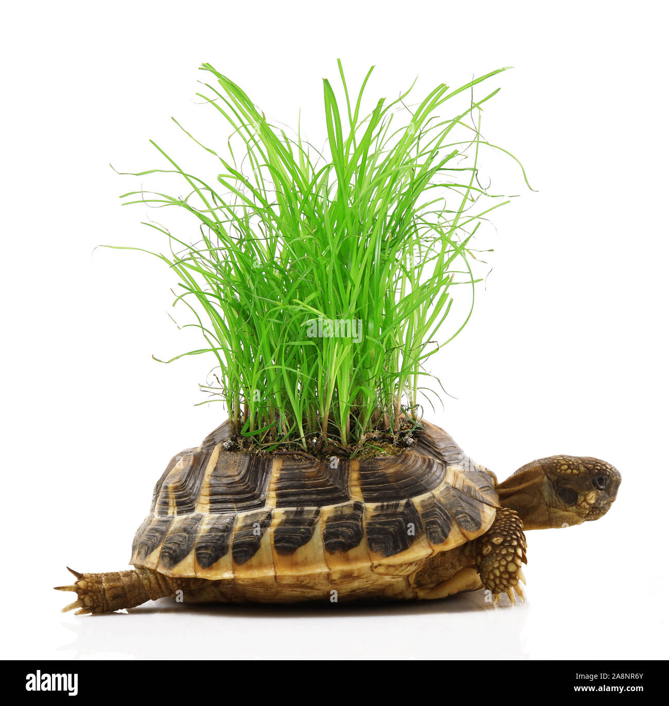 Turtle grass garden Cut Out Stock Images & Pictures - Alamy