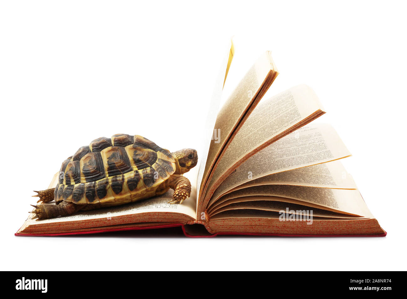 turtle reading a book on white background Stock Photo - Alamy