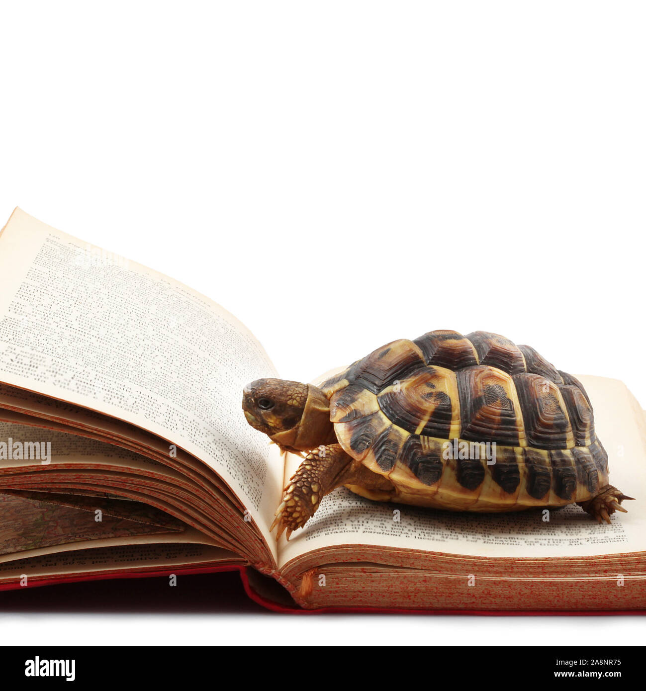 turtle reading a book on white background Stock Photo - Alamy