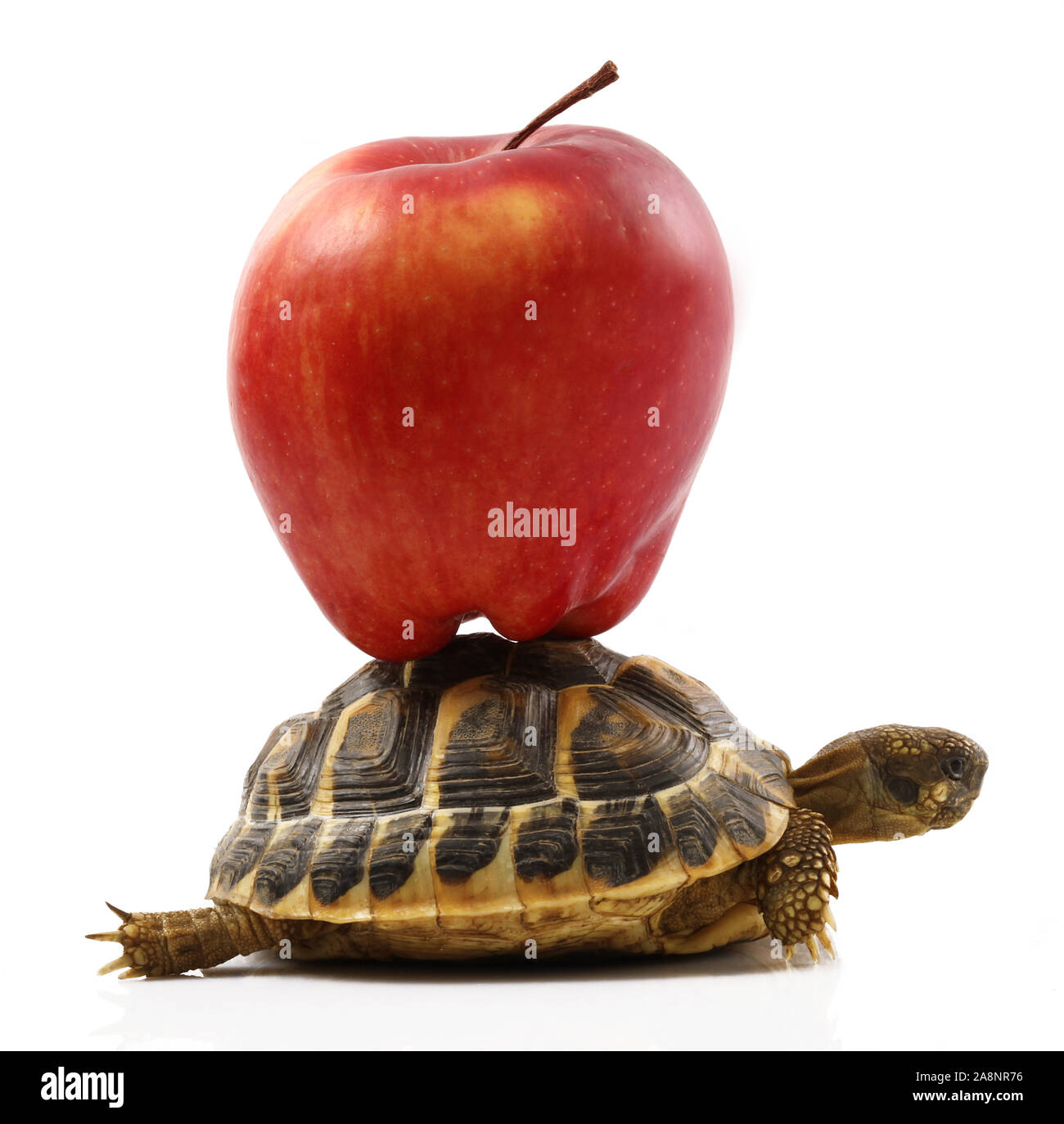 Turtle with apple on back on white background Stock Photo - Alamy