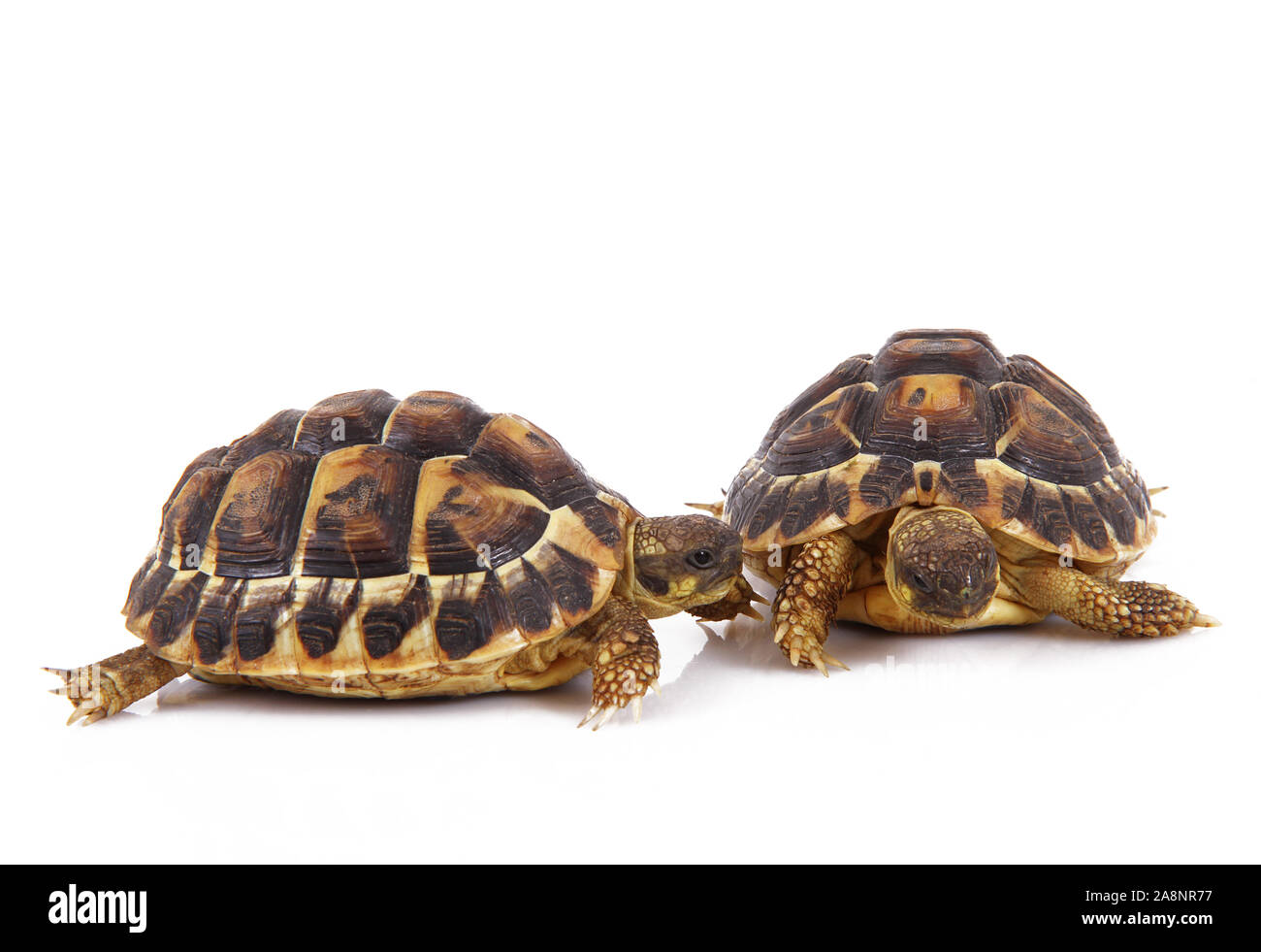 little turtles on white background Stock Photo - Alamy