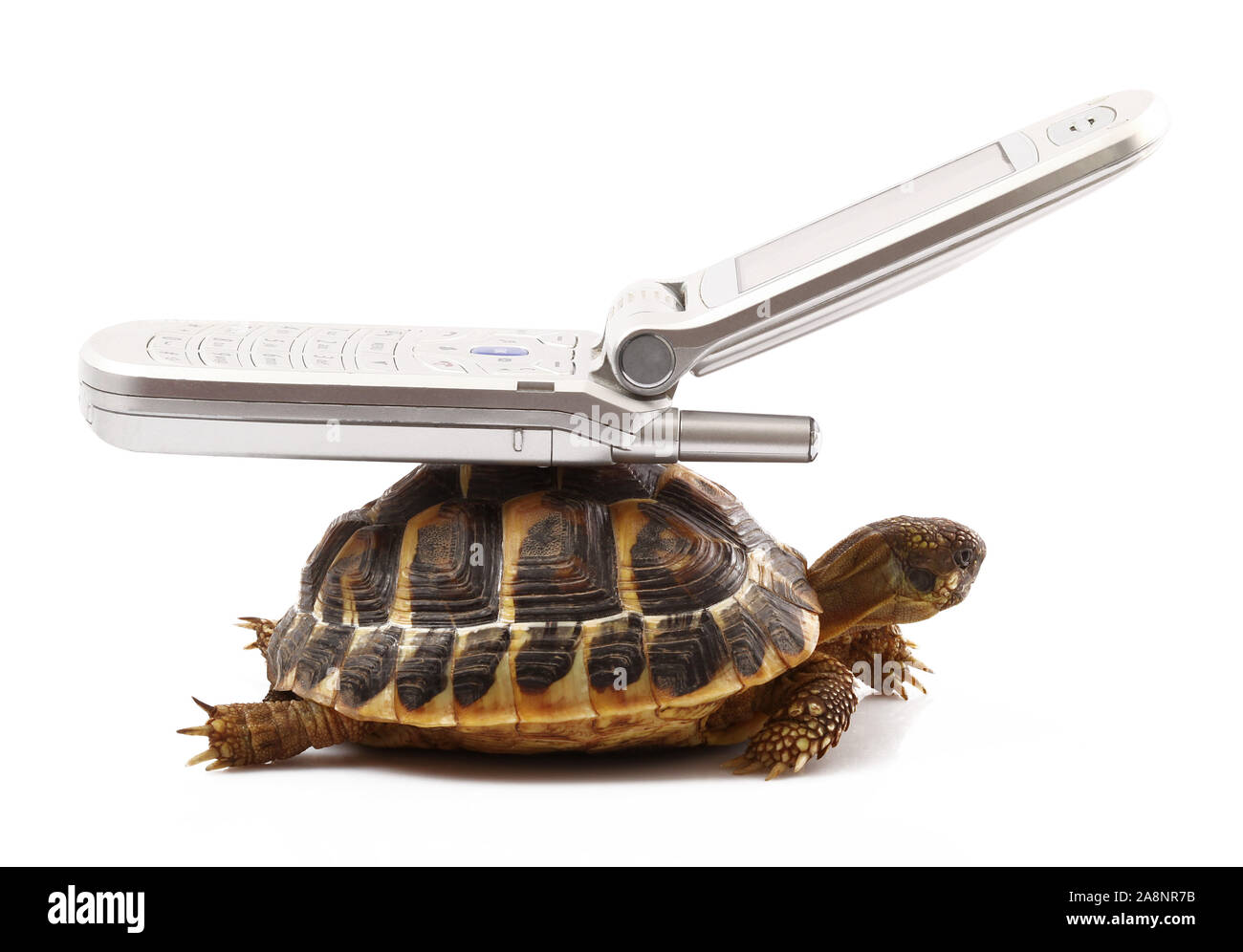 Turtle with phone on back on white background Stock Photo - Alamy