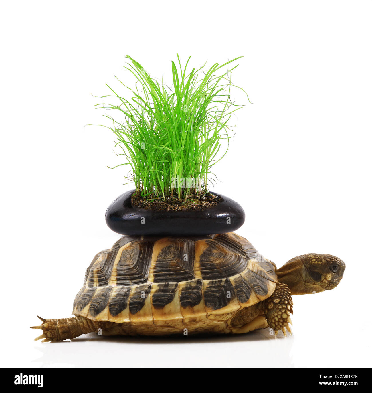 Stone garden turtles hi-res stock photography and images - Alamy