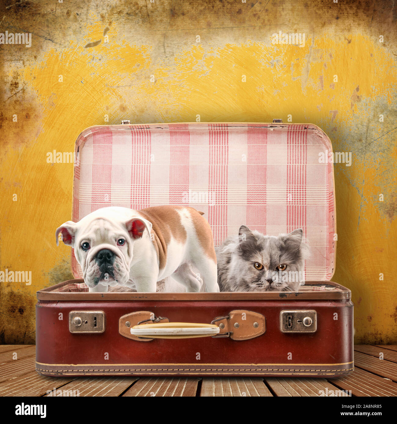 dog and cat in suitcase on yellow background Stock Photo - Alamy