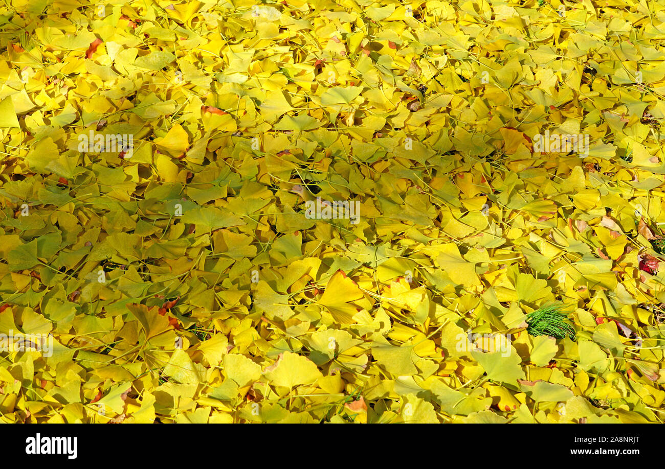 Yellow and green fan-shaped leaves of the ginkgo biloba tree in autumn ...