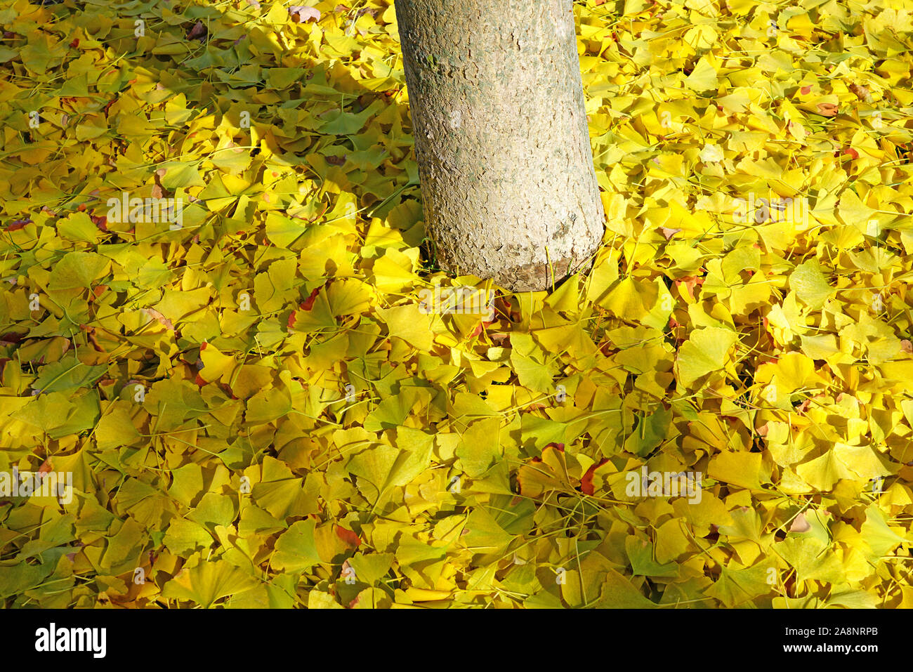 Yellow and green fan-shaped leaves of the ginkgo biloba tree in autumn ...