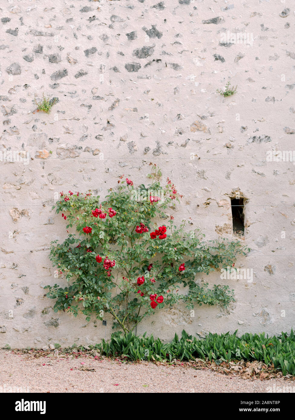 Red climbing rose hi-res stock photography and images - Alamy
