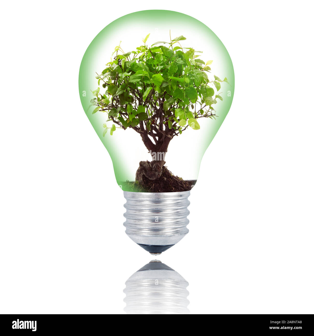 bonsai light bulb on white background Stock Photo - Alamy