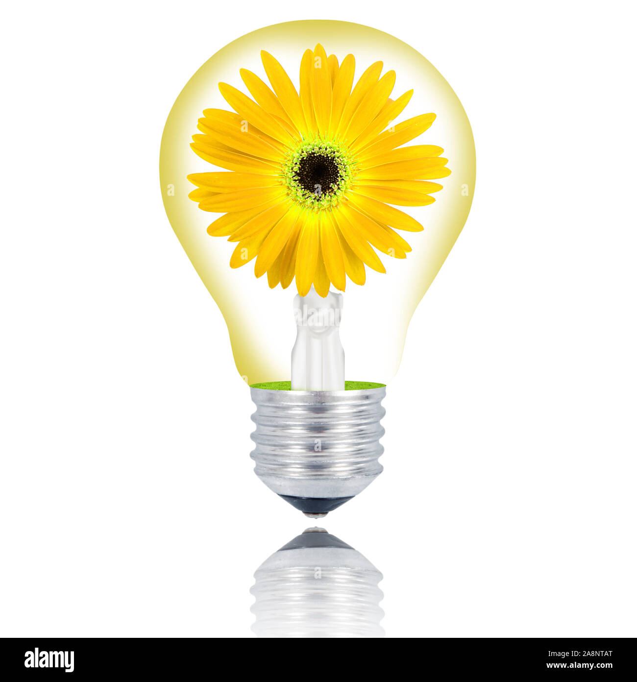 flower light bulb on hand on white background Stock Photo - Alamy